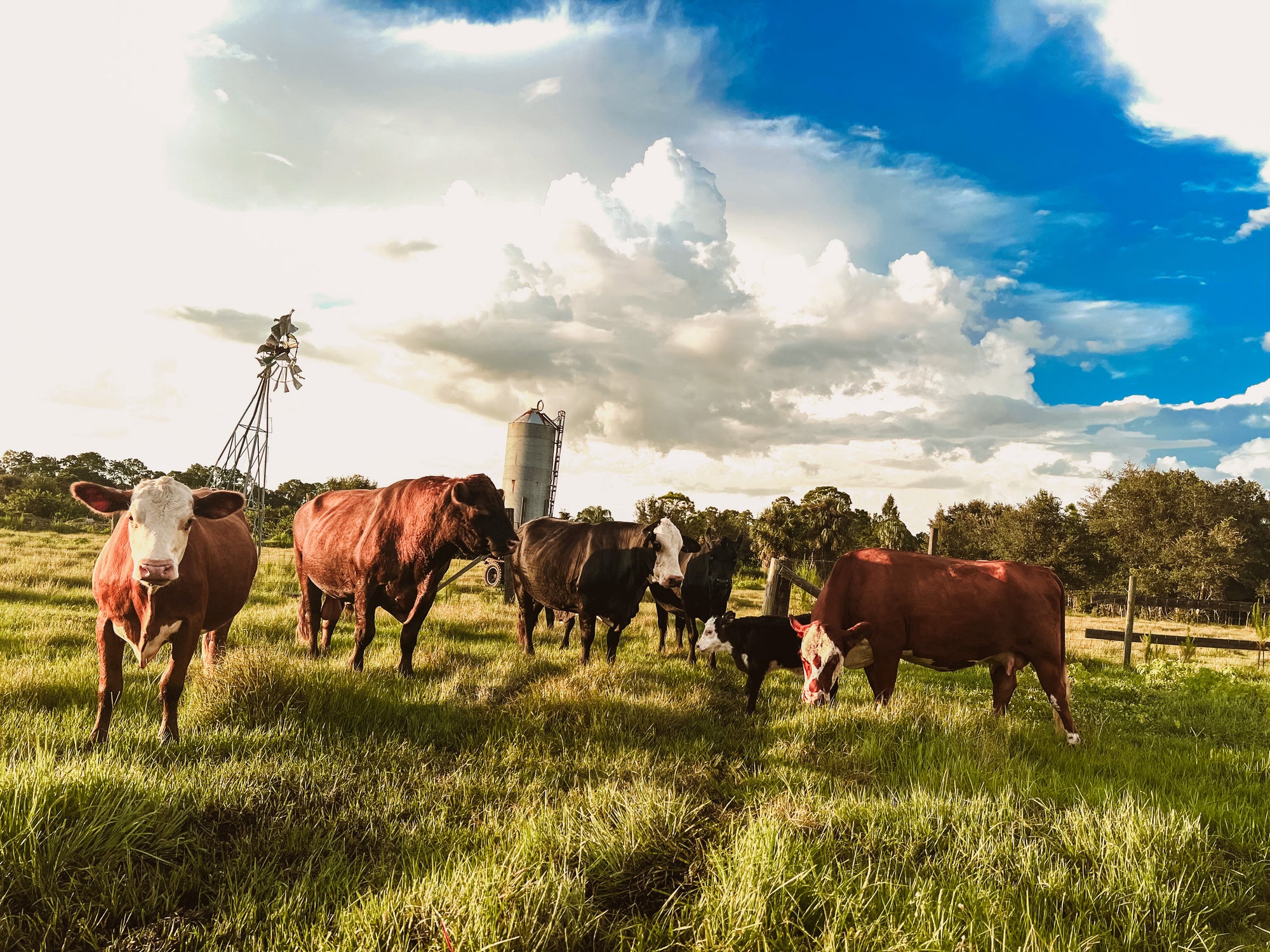 M&M Farms & Cattle Co. – mmfarms